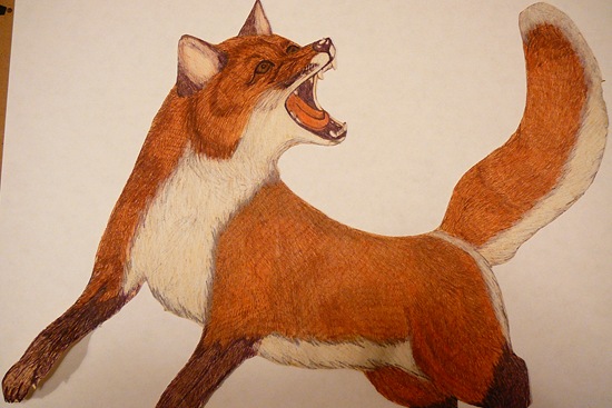 Phos Graphis: a red fox drawing I did with color pencils years ago.....